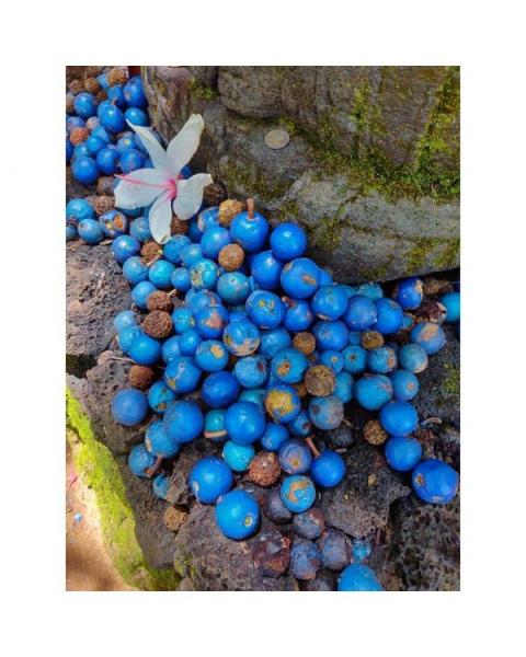 Rudraksha Fruit Edible